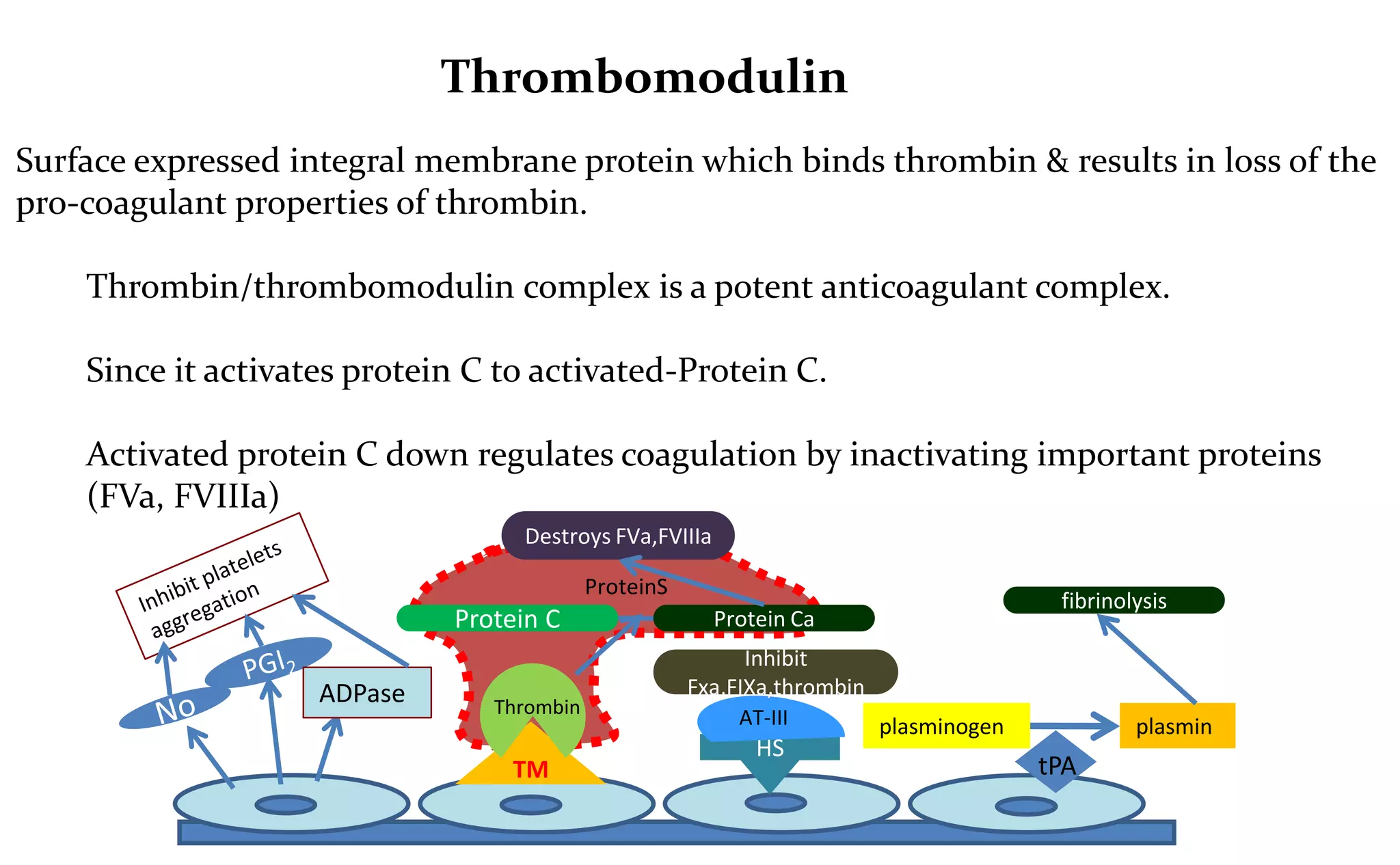 Normal haemostasis | PPTX