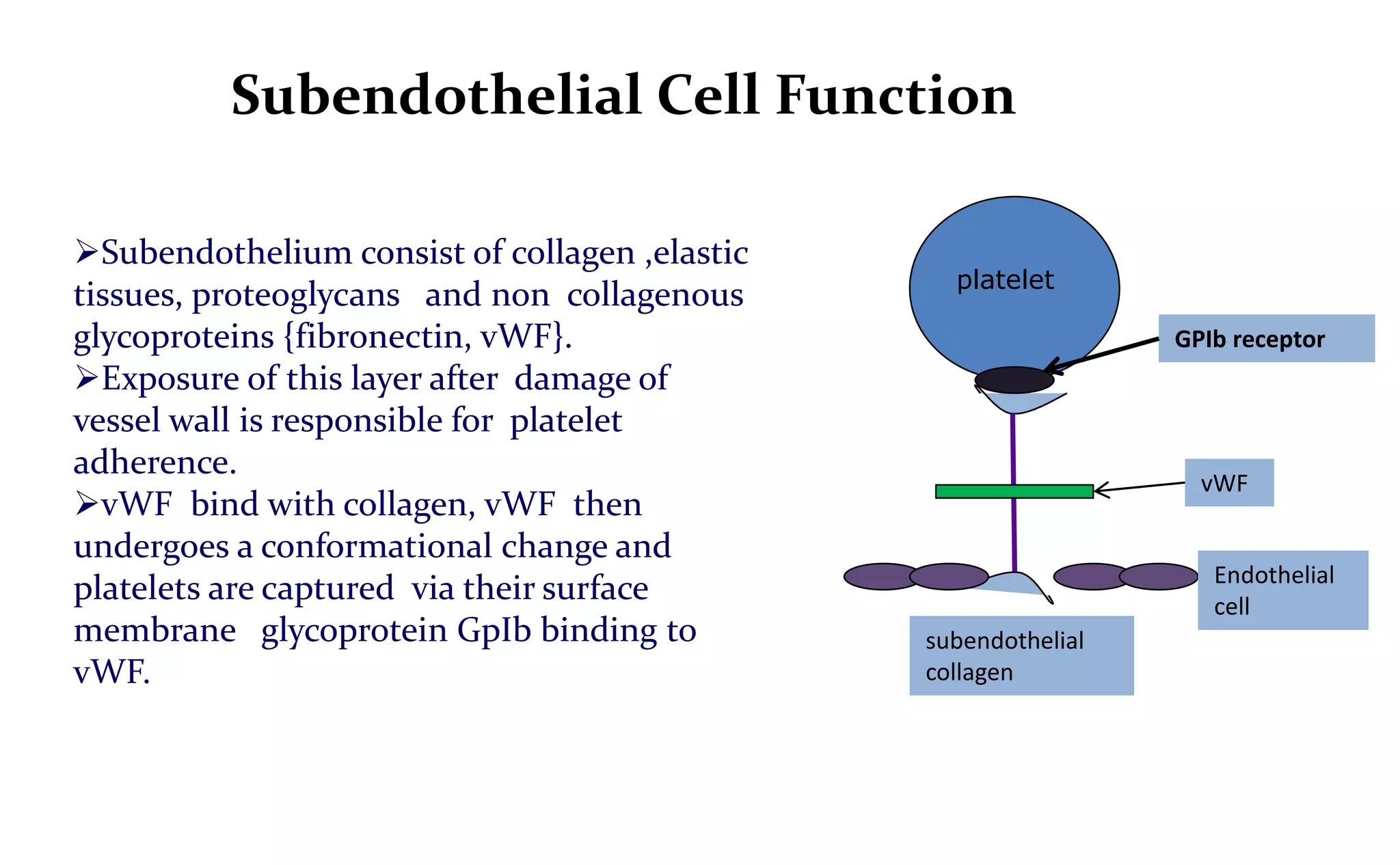 Normal haemostasis | PPTX
