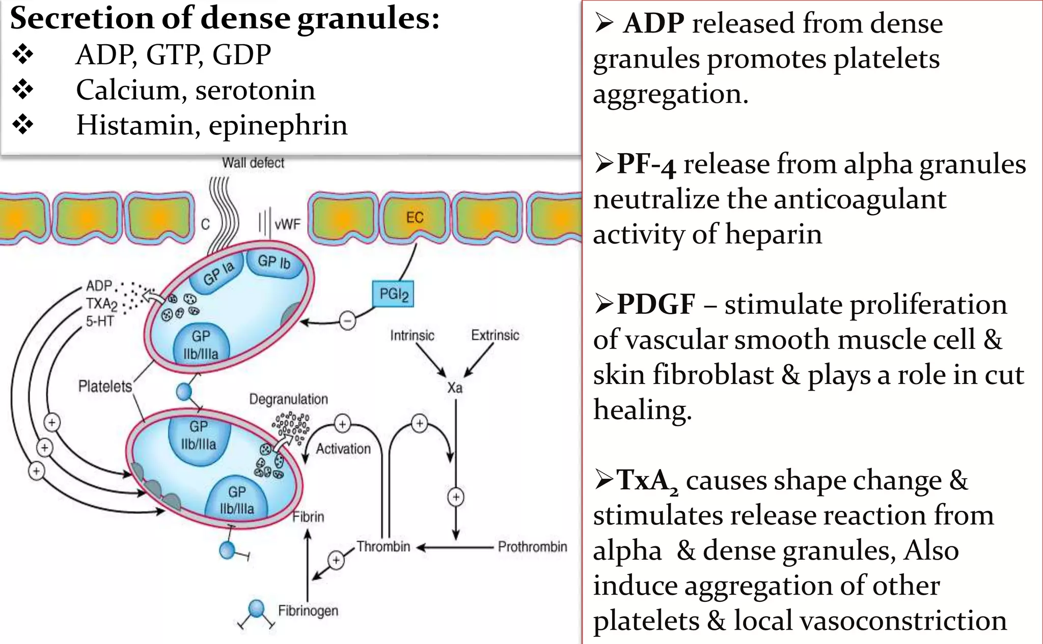 Normal haemostasis | PPTX