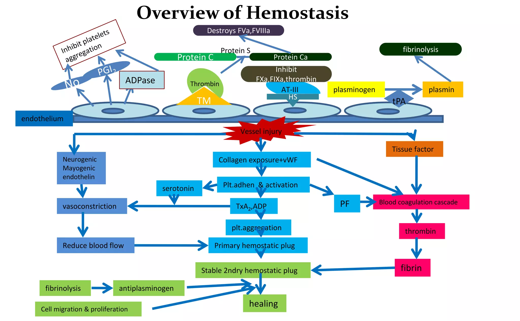 Normal haemostasis | PPTX