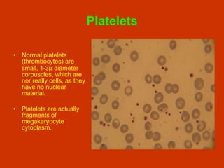 Normal Hematopoiesis | PPT
