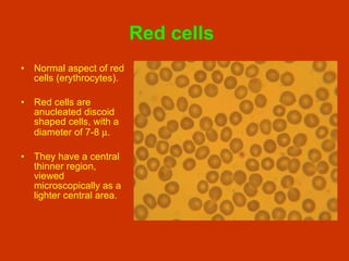 Normal Hematopoiesis | PPT