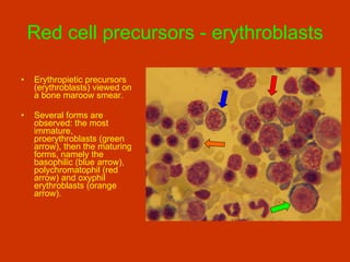 Normal Hematopoiesis | PPT
