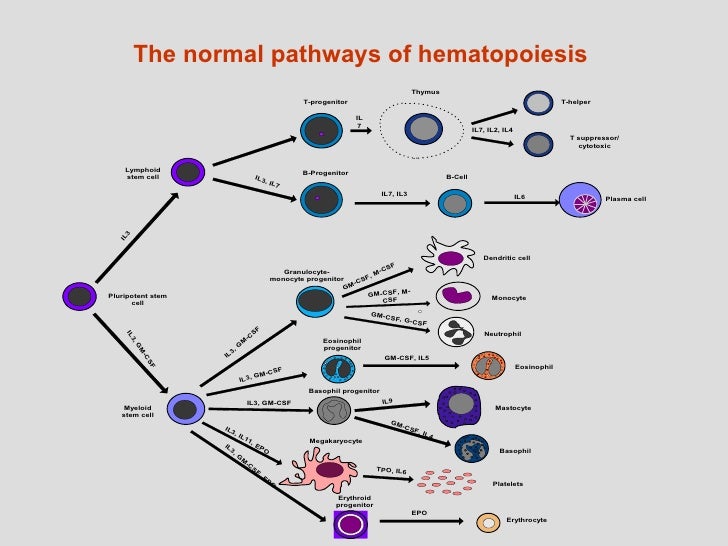 Normal Hematopoiesis