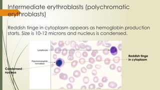 NORMAL HEMATOPOIESIS AND IDENTIFICATION OF VARIOUS PRECURSORS 2.0.pptx