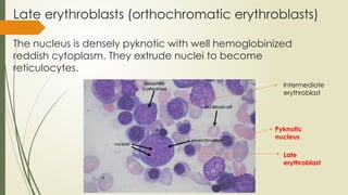 NORMAL HEMATOPOIESIS AND IDENTIFICATION OF VARIOUS PRECURSORS 2.0.pptx