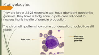 NORMAL HEMATOPOIESIS AND IDENTIFICATION OF VARIOUS PRECURSORS 2.0.pptx