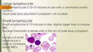 NORMAL HEMATOPOIESIS AND IDENTIFICATION OF VARIOUS PRECURSORS 2.0.pptx