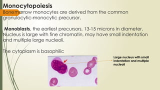 NORMAL HEMATOPOIESIS AND IDENTIFICATION OF VARIOUS PRECURSORS 2.0.pptx