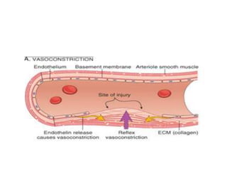 Normal hemostasis | PPTX