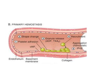 Normal hemostasis | PPT