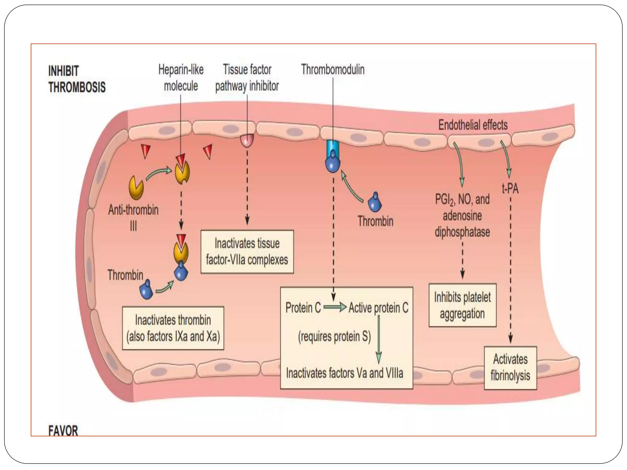 Normal hemostasis.pptx | Blood Disorders | Diseases and Conditions