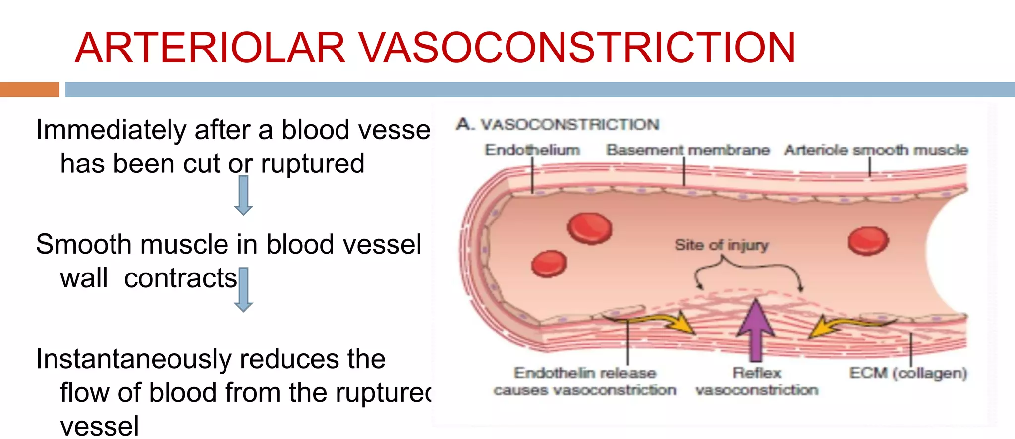 NORMAL HEMOSTASIS | PPTX