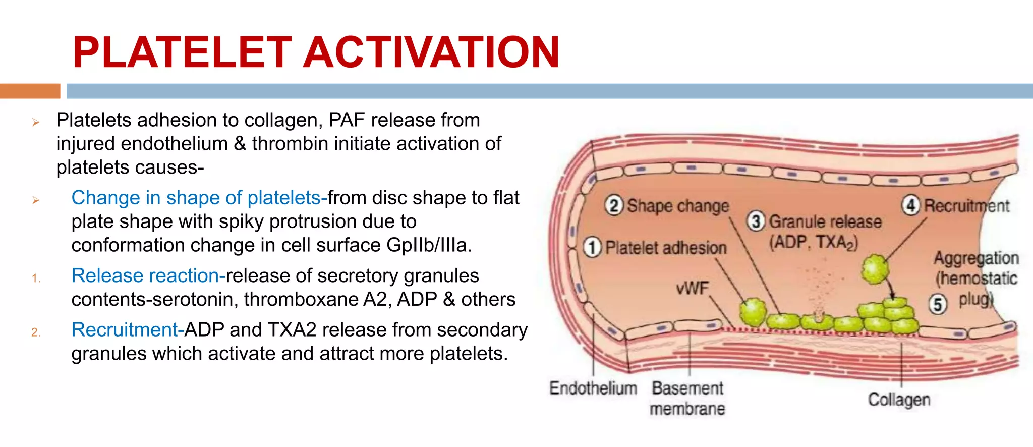 NORMAL HEMOSTASIS | PPTX