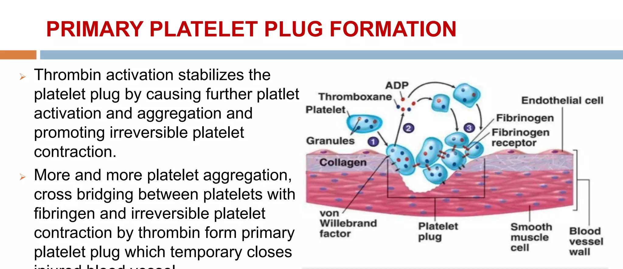 NORMAL HEMOSTASIS | PPTX