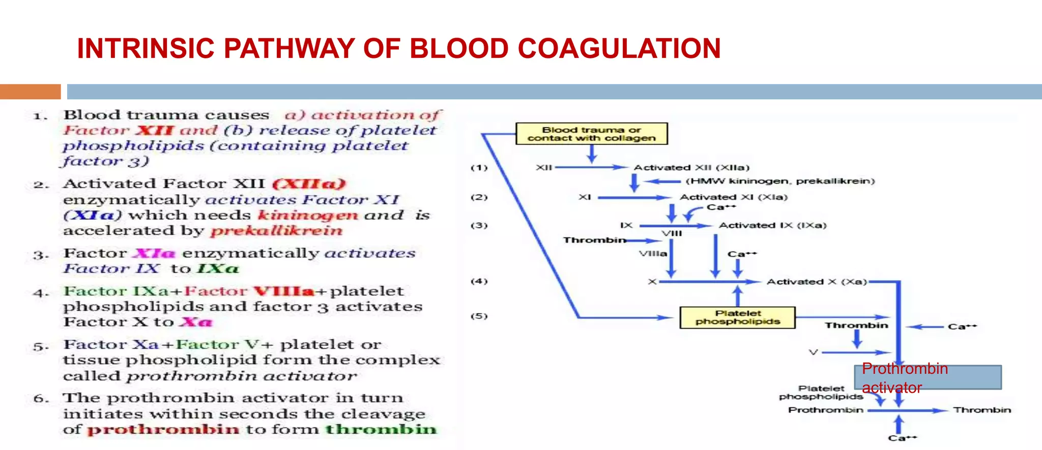 NORMAL HEMOSTASIS | PPTX | Blood Disorders | Diseases and Conditions