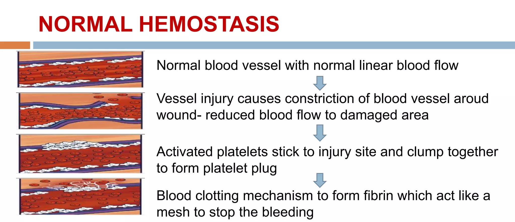 NORMAL HEMOSTASIS | PPTX