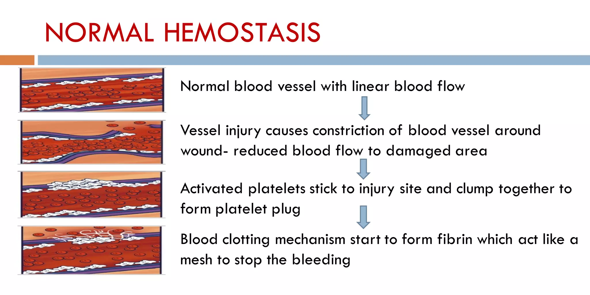 NORMAL HEMOSTASIS_063910-1.pdf