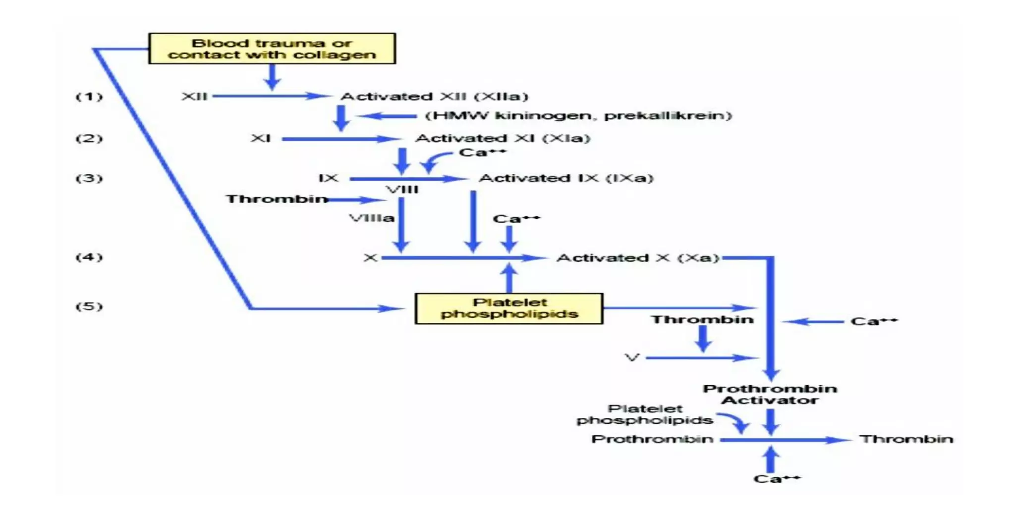 NORMAL HEMOSTASIS_063910-1.pdf