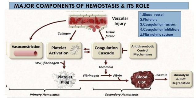NORMAL HEMOSTASIS_063910-1.pdf