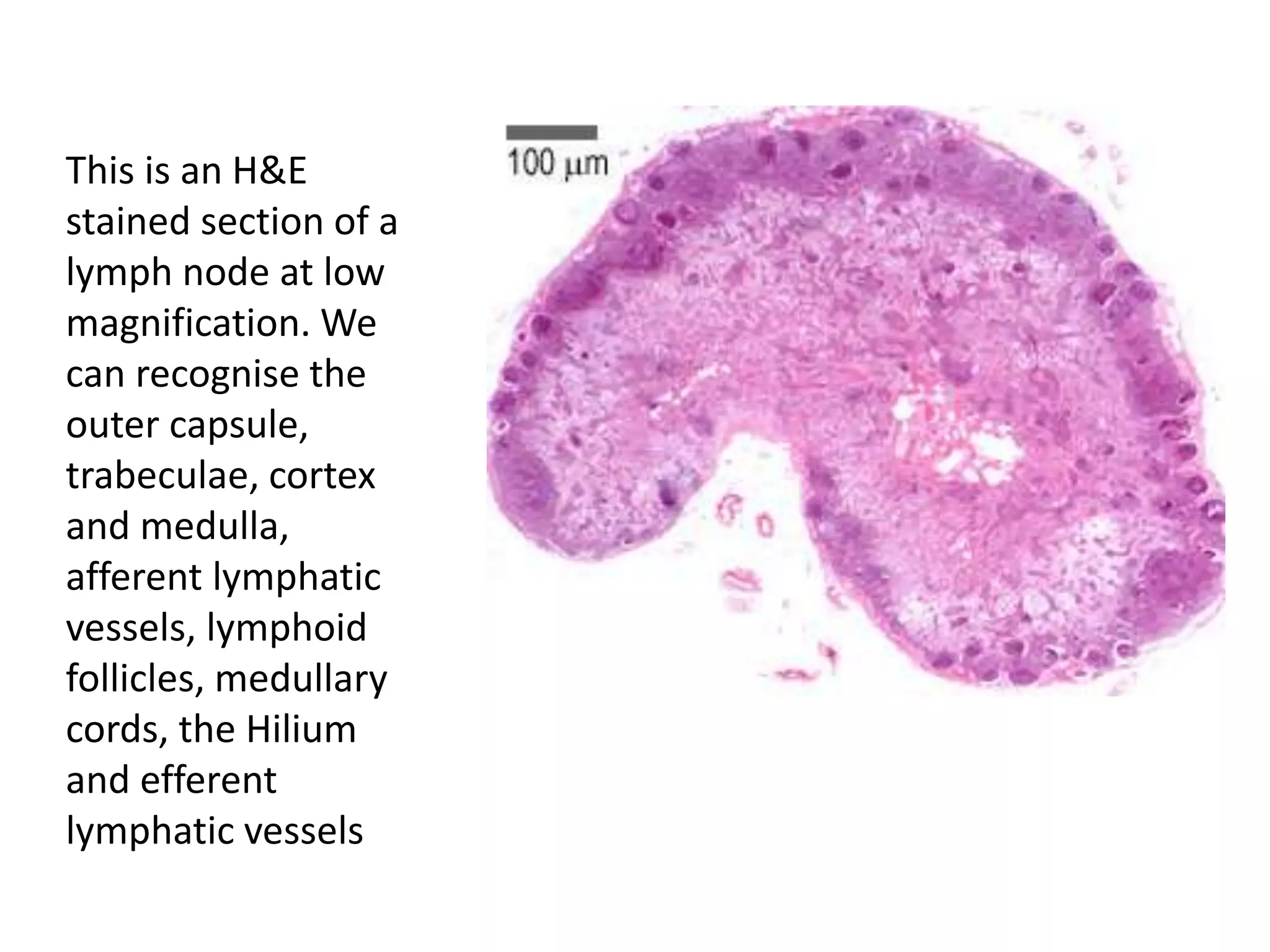 Normal histology of lymphatic system | PPTX