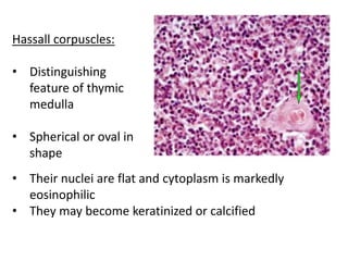 Normal histology of lymphatic system | PPT