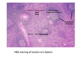 Normal histology of lymphatic system | PPTX