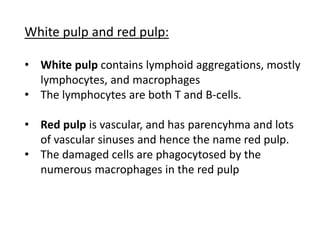 Normal histology of lymphatic system | PPTX
