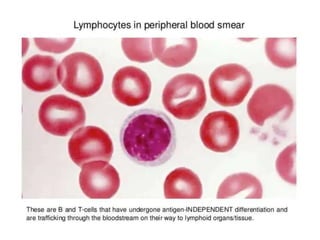 Normal histology of lymphatic system | PPT
