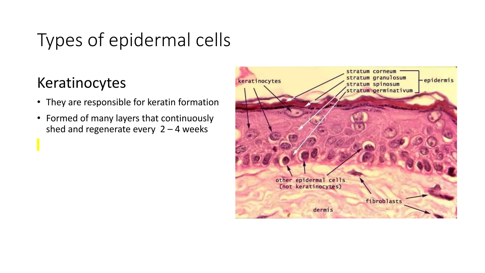 Normal histology of skin with pathological skin conditions.pptx