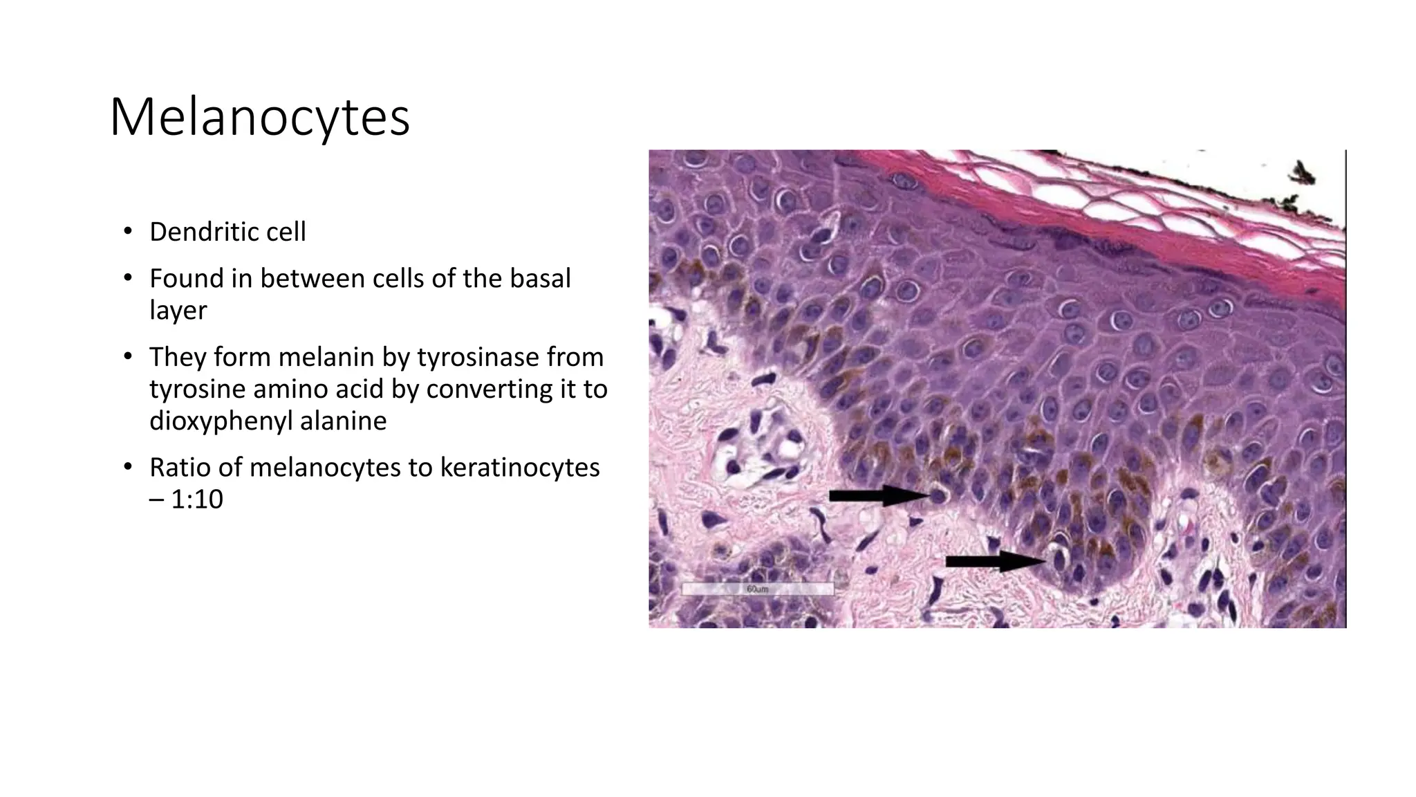 Normal histology of skin with pathological skin conditions.pptx