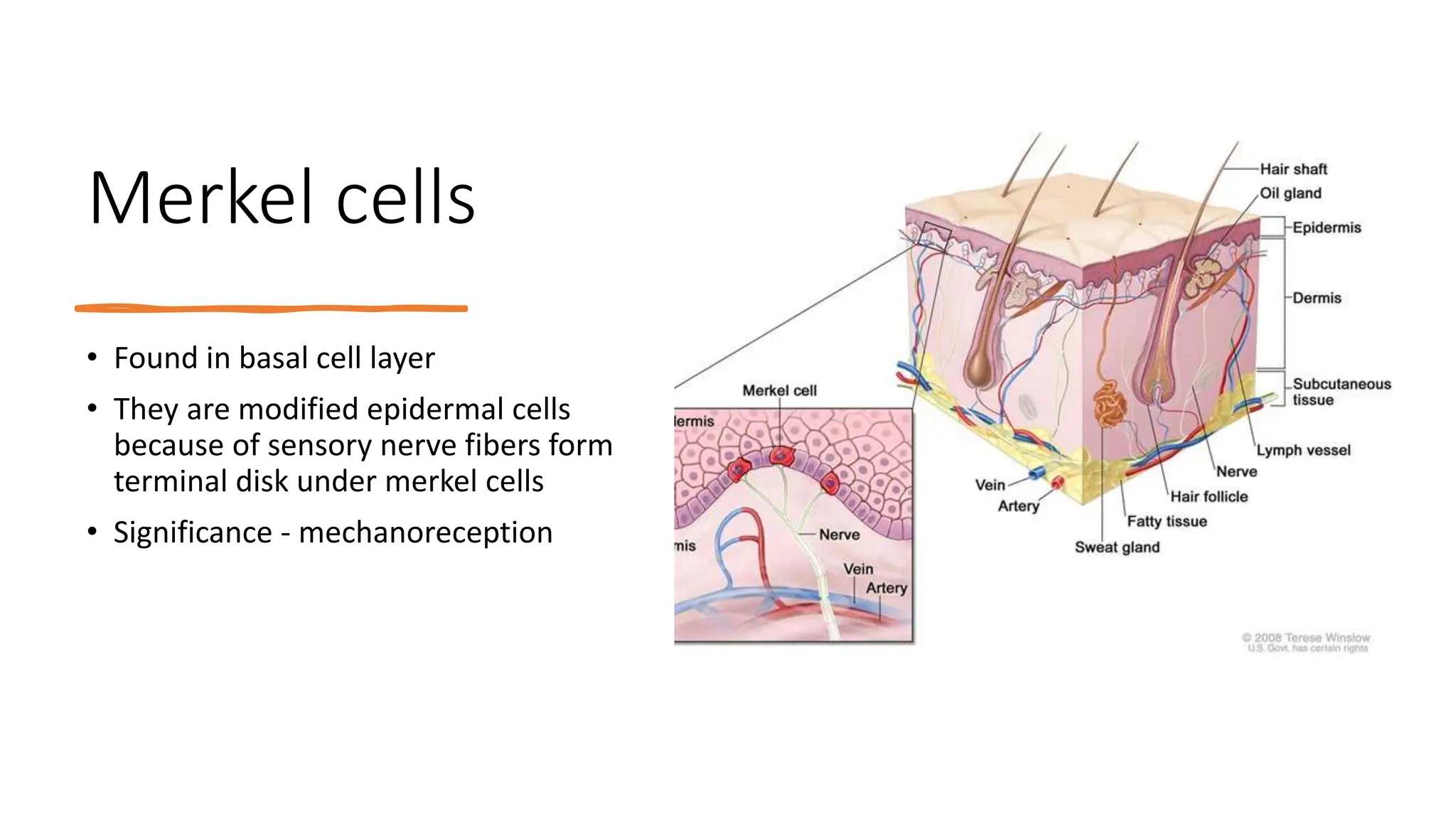 Normal histology of skin with pathological skin conditions.pptx