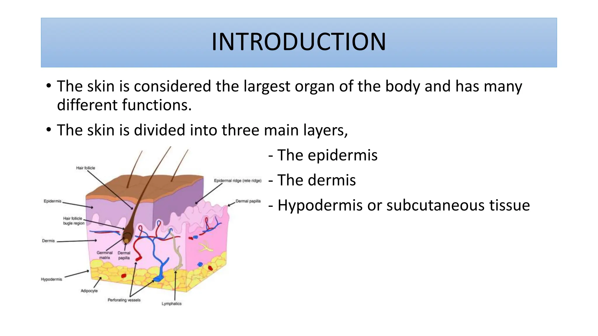 Normal histology of skin with pathological skin conditions.pptx