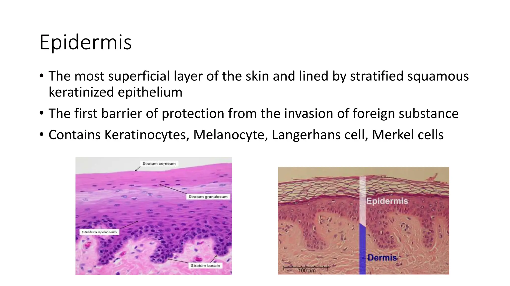 Normal histology of skin with pathological skin conditions.pptx