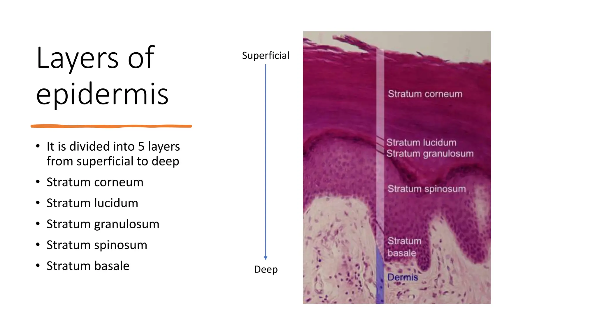 Normal histology of skin with pathological skin conditions.pptx
