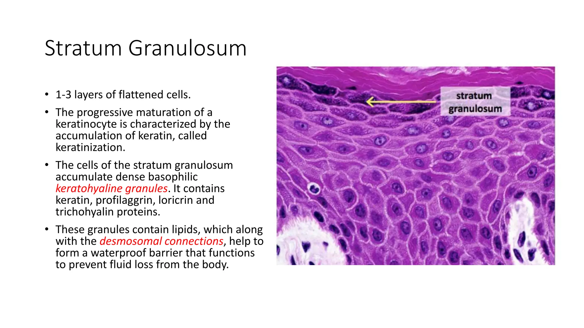 Normal histology of skin with pathological skin conditions.pptx