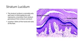 Normal histology of skin with pathological skin conditions.pptx