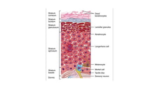 Normal histology of skin with pathological skin conditions.pptx
