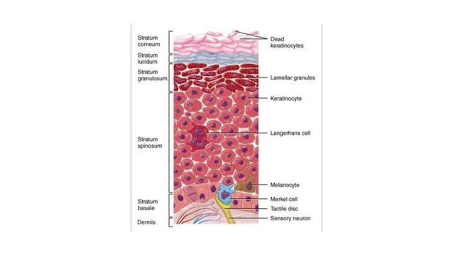 Normal histology of skin with pathological skin conditions.pptx | Skin ...
