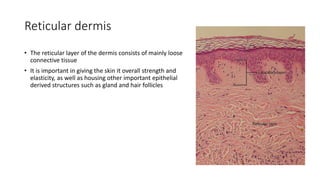 Normal histology of skin with pathological skin conditions.pptx