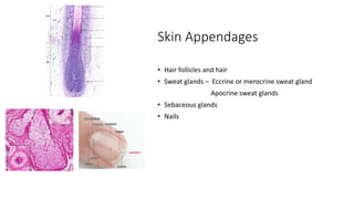 Normal histology of skin with pathological skin conditions.pptx