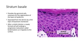 Normal histology of skin with pathological skin conditions.pptx