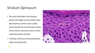 Normal histology of skin with pathological skin conditions.pptx