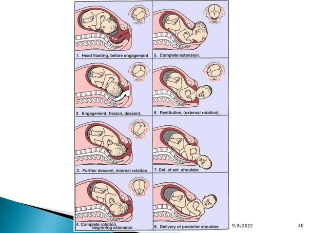 normal laboor & delivery.pptxi | PPTX