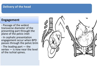 Normal labor | PPTX