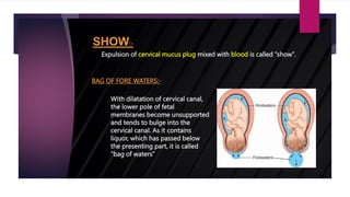 Normal labor (1).pptx