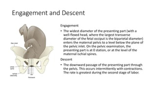 Normal labor and delivery | PPTX