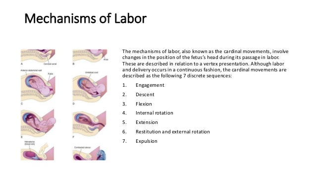 Mechanisms of labor cardinal movements - miracleholf
