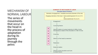 NORMAL LABOR AND DELIVERY PRESENTATION.pptx