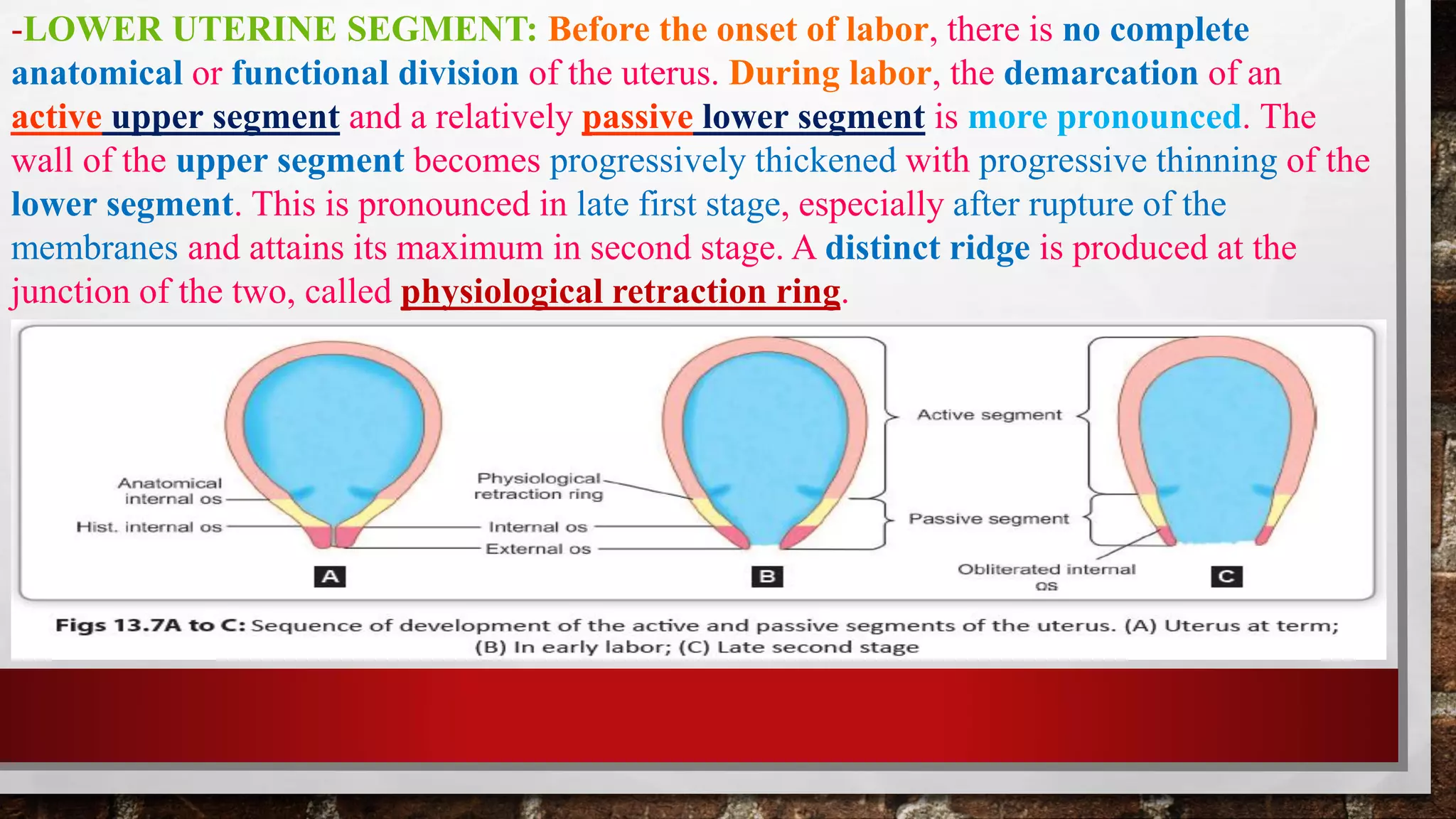 Normal labor and physical therapy role | PDF